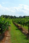 Gregory Vineyards, Angier, North Carolina, Wedding Venue