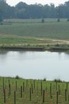 Gregory Vineyards, Angier, North Carolina, Wedding Venue