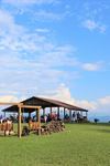Colley Hill Farm, Dandridge, Tennessee, Wedding Venue