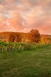 Grovedale Winery and Vineyard, Wyalusing, Pennsylvania, Wedding Venue